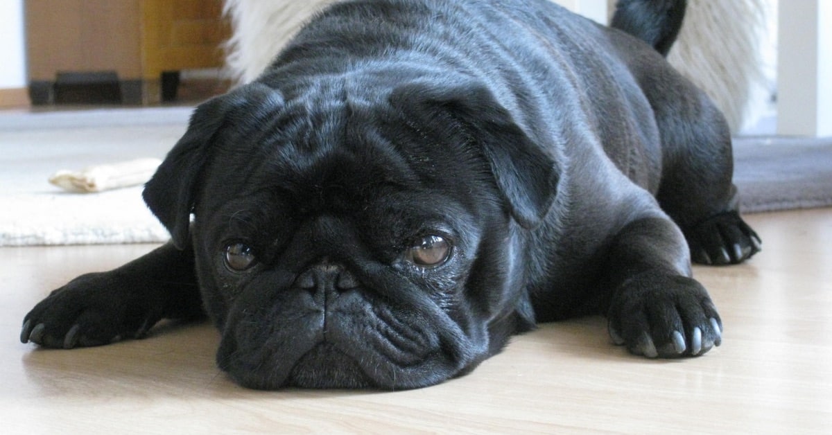 10 nejklidnějších plemen psů - tyhle psy nic nerozhází! | Hobbio.cz