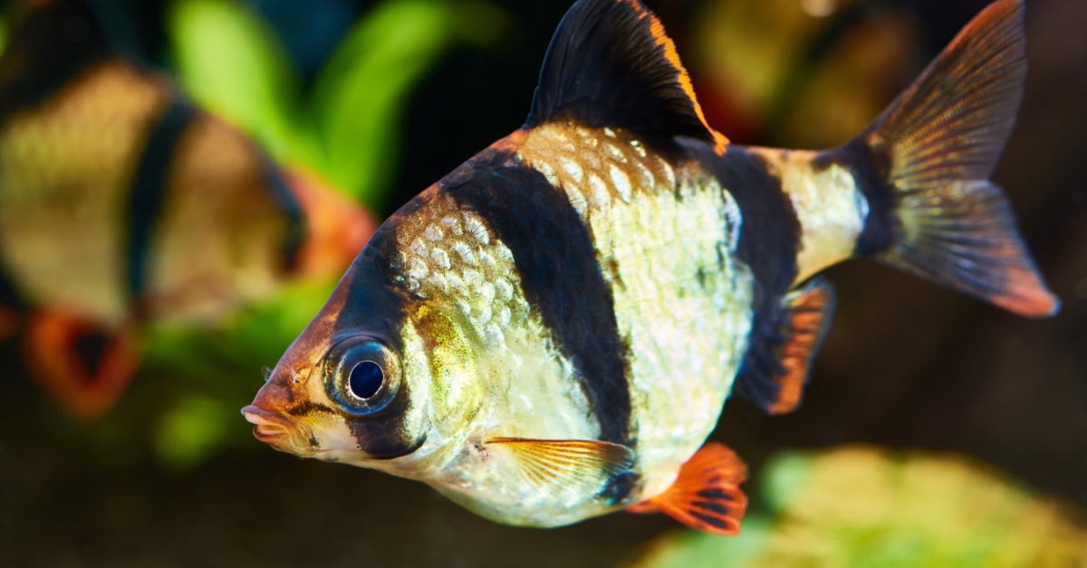 10 dravých akvarijních ryb, jež si můžete pořídit [masožravé] | Hobbio.cz