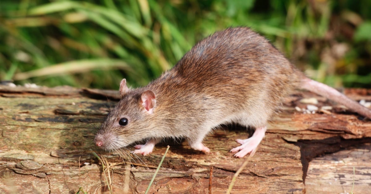 10 nejchovanějších druhů myší, jež si zamilujete | Hobbio.cz