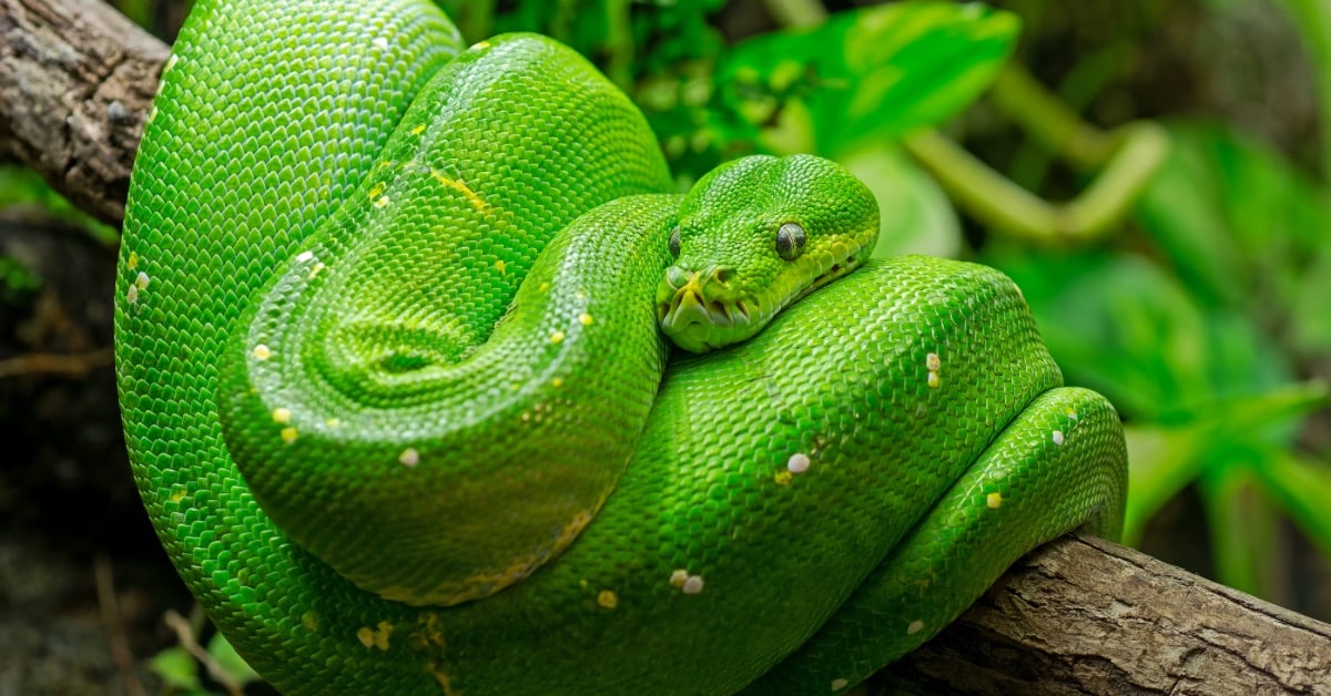 9 nejchovanějších druhů hadů v ČR i ve světě | Hobbio.cz