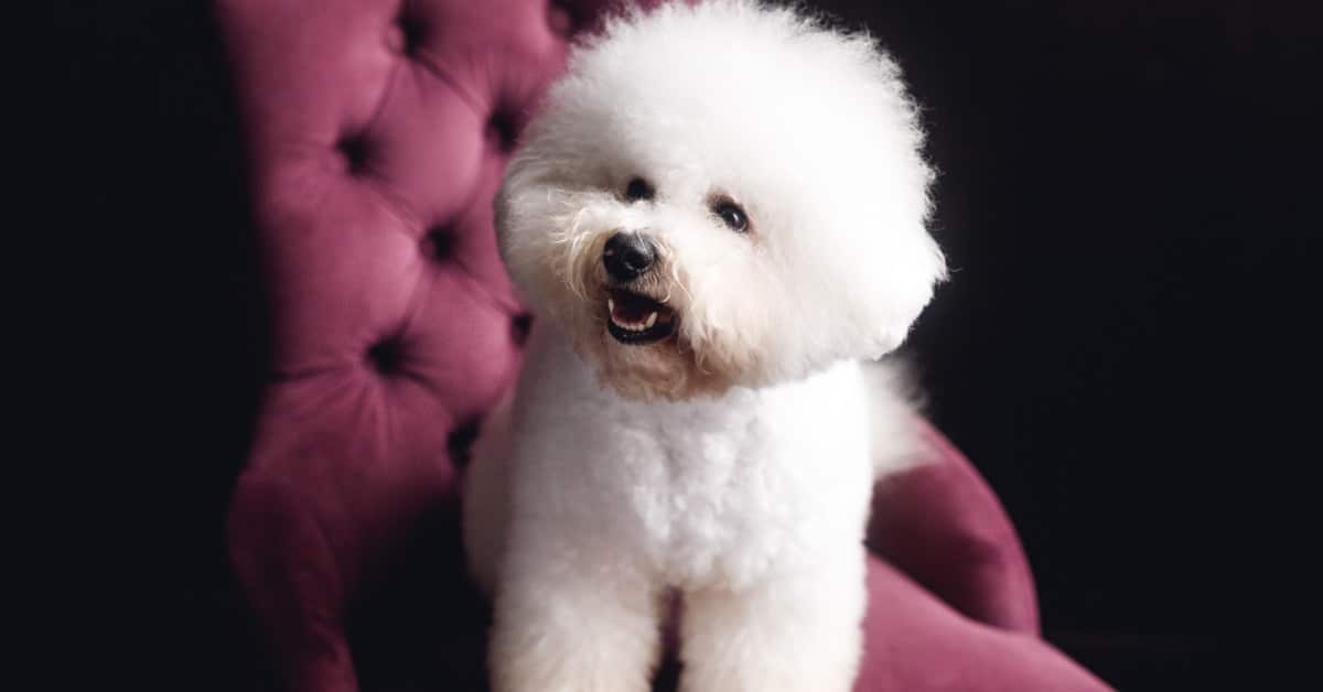 20 nejlepších psů k dětem: rodinný pes | Hobbio.cz