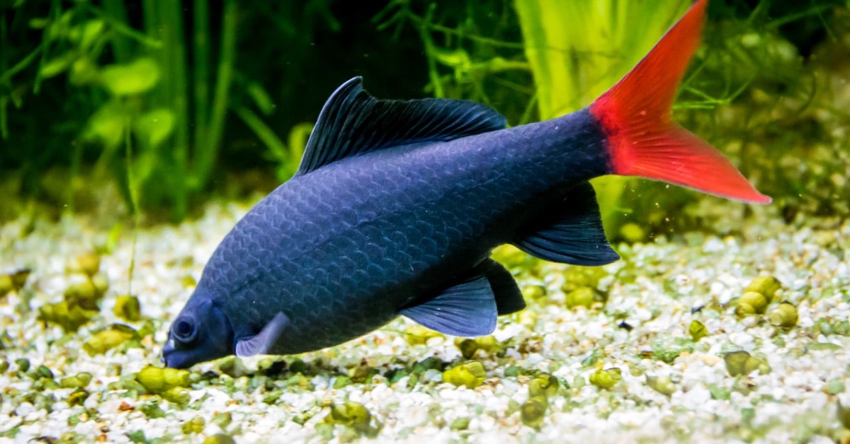 10 dravých akvarijních ryb, jež si můžete pořídit [masožravé] | Hobbio.cz