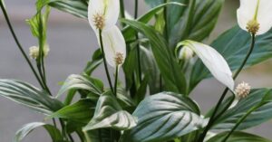 10 nejlepších pokojových rostlin do stínu | Hobbio.cz