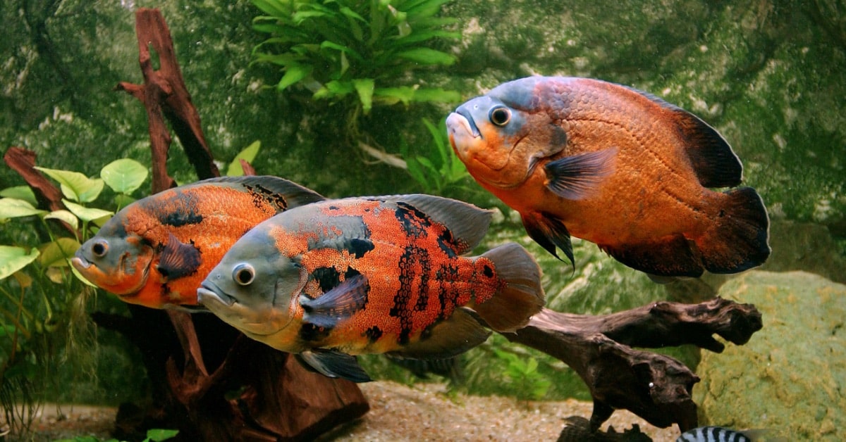 10 dravých akvarijních ryb, jež si můžete pořídit [masožravé] | Hobbio.cz