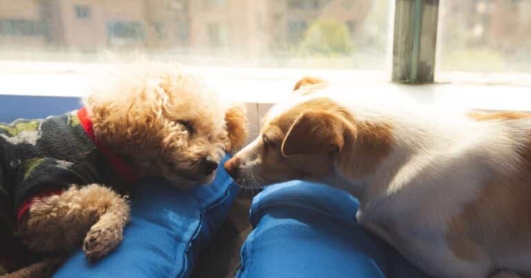 10 nejroztomilejších druhů křečků [nejoblíbenější] | Hobbio.cz