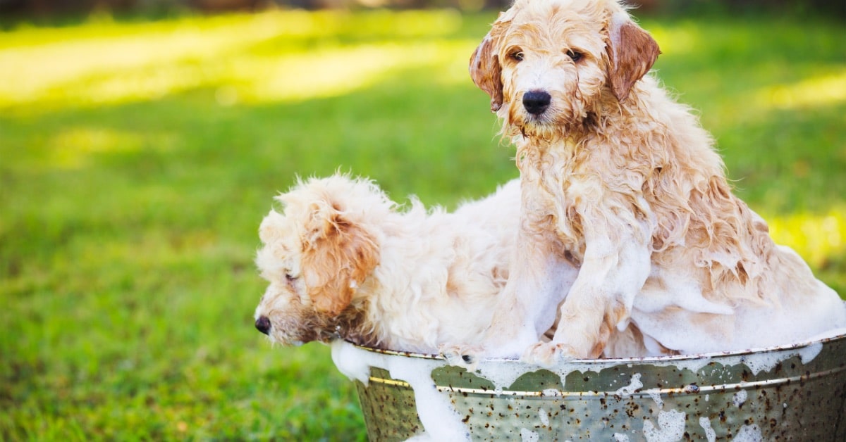 10 nejvoňavějších psů: plemena, co nesmrdí [bez zápachu] | Hobbio.cz