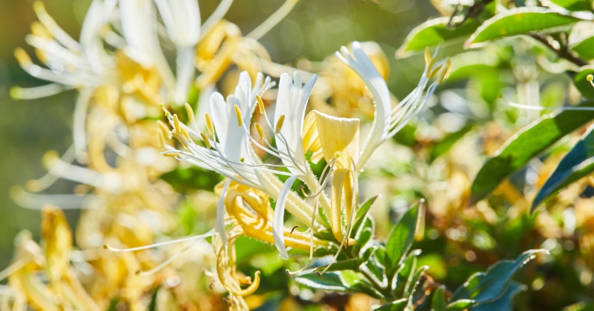 10 nejkrásnějších popínavých rostlin na plot | Hobbio.cz