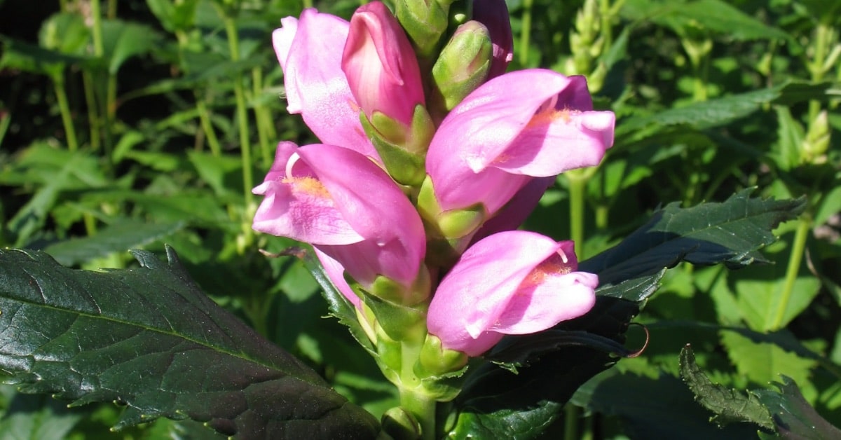 20 nejkrásnějších trvalek na zahradu [nenáročné] | Hobbio.cz