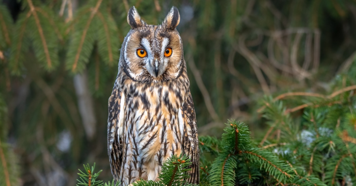 10 nejběžnějších druhů sov v ČR: uhádnete, které to jsou? | Hobbio.cz