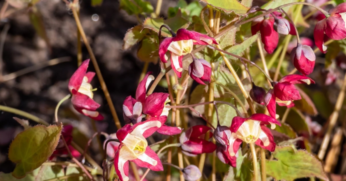 20 nejkrásnějších trvalek na zahradu [nenáročné] | Hobbio.cz