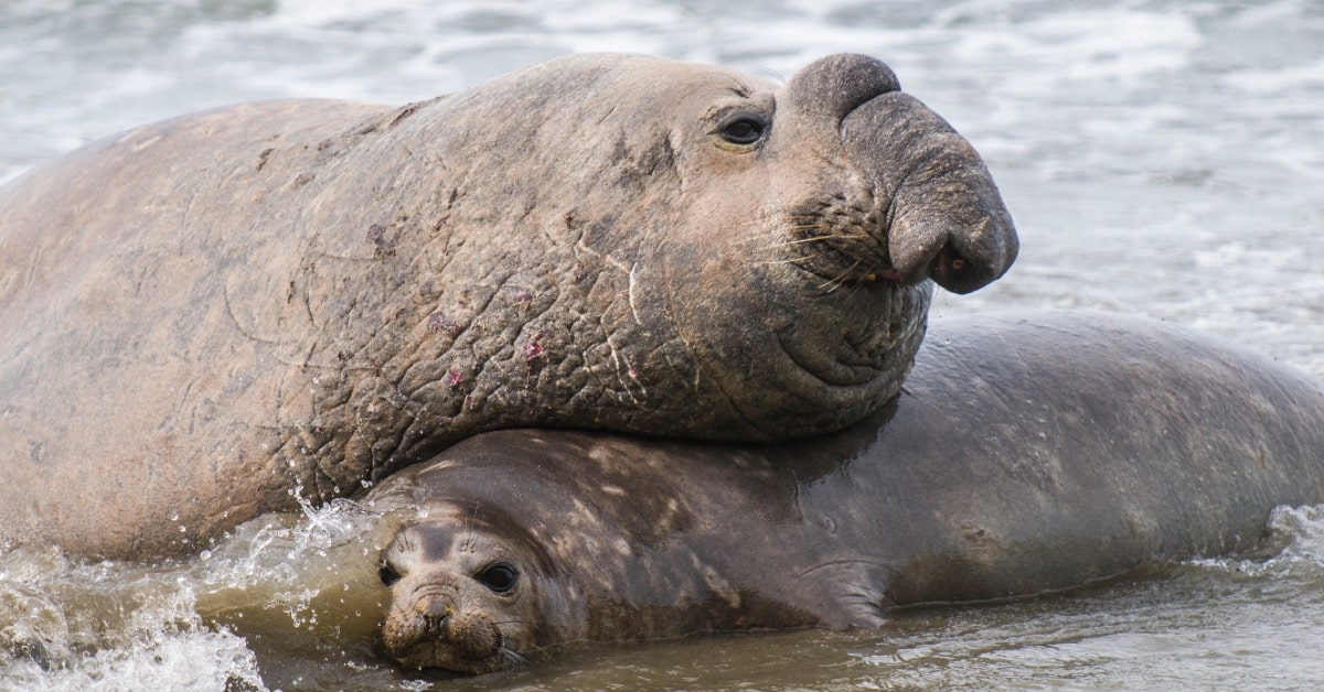 16 nejhnusnějších a nejdivnějších zvířat na světě [srandovní] | Hobbio.cz