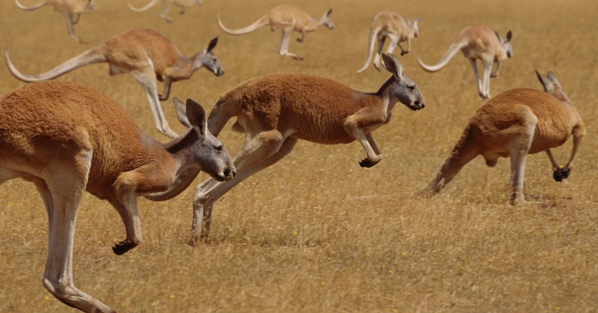 TOP 20: Největší zvířata na světě - žebříček velikánů | Hobbio.cz