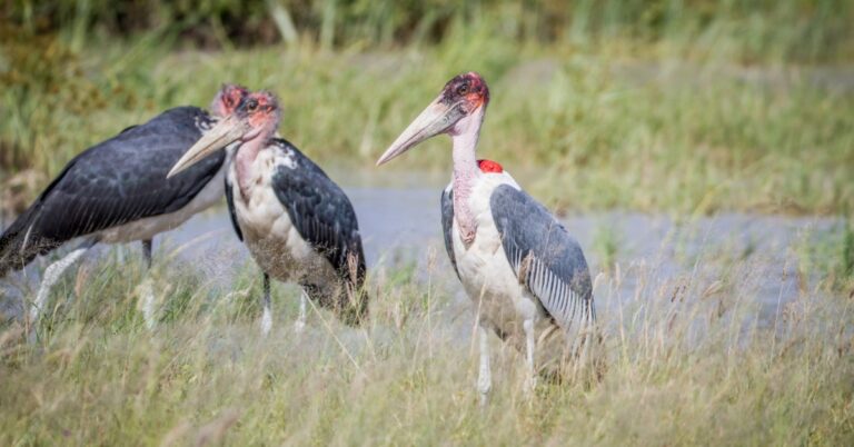 16 nejhnusnějších a nejdivnějších zvířat na světě [srandovní] | Hobbio.cz