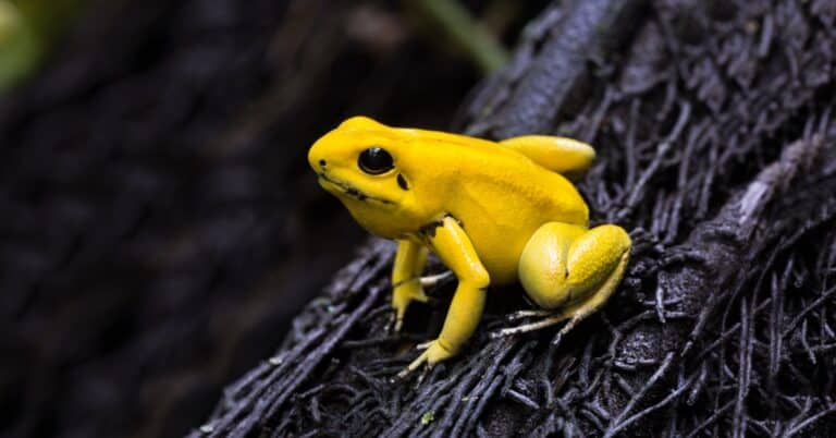 TOP 20: Nejnebezpečnější zvířata na světě - kde žijí? | Hobbio.cz