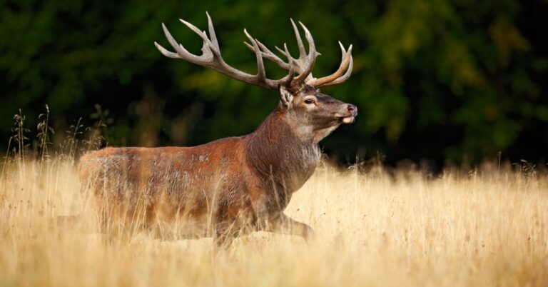 TOP 20: Nejnebezpečnější zvířata na světě - kde žijí? | Hobbio.cz