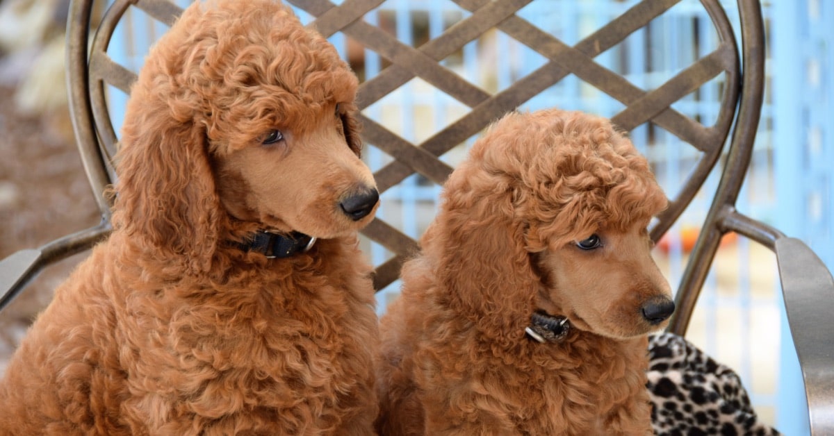 20 nejoblíbenějších plemen psů v ČR | Hobbio.cz