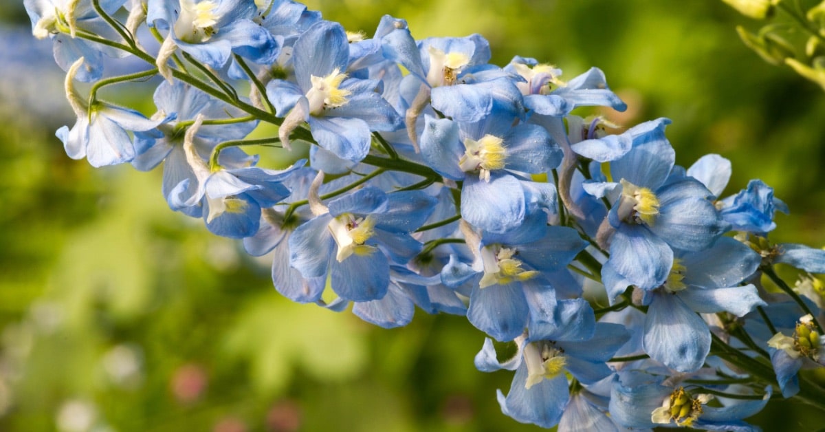 20 nejkrásnějších trvalek na zahradu [nenáročné] | Hobbio.cz