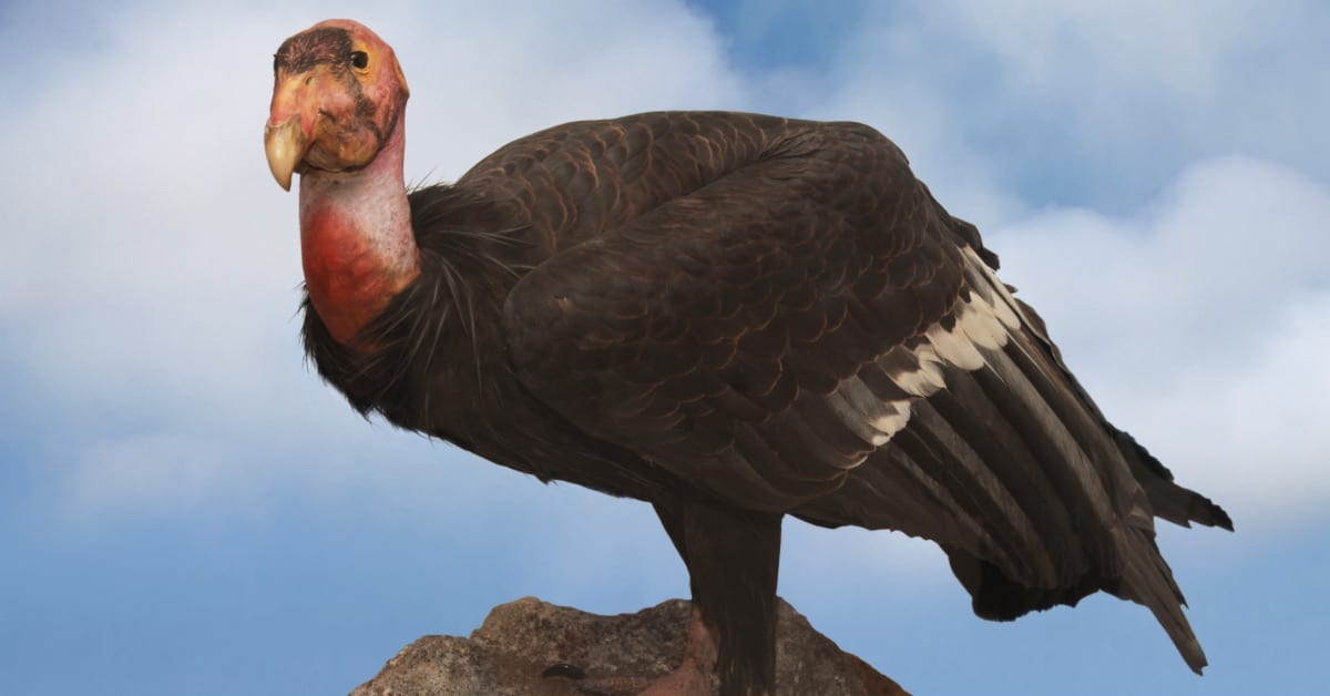 16 nejhnusnějších a nejdivnějších zvířat na světě [srandovní] | Hobbio.cz