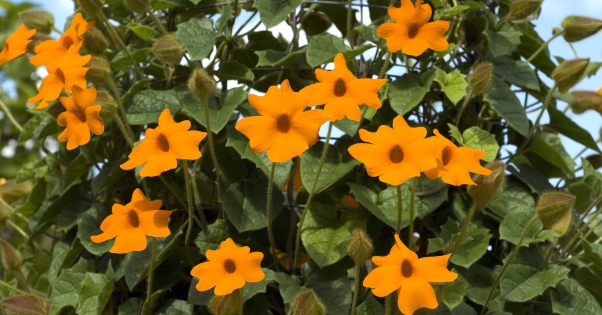 10 nejkrásnějších popínavých rostlin na plot | Hobbio.cz