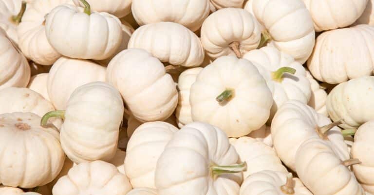 11 nejoblíbenějších druhů dýní | Hobbio.cz