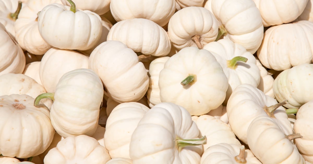 11 nejoblíbenějších druhů dýní | Hobbio.cz