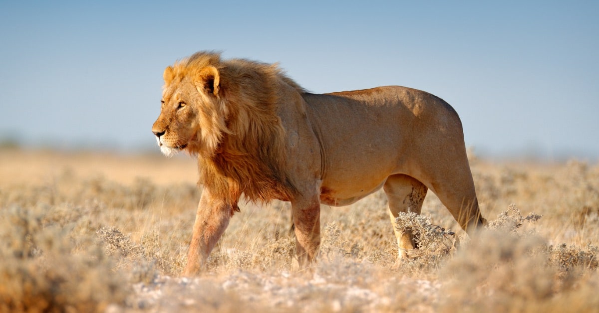 TOP 20: Nejnebezpečnější zvířata na světě - kde žijí? | Hobbio.cz