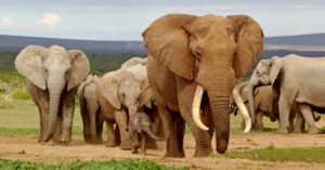 TOP 20: Největší zvířata na světě - žebříček velikánů | Hobbio.cz