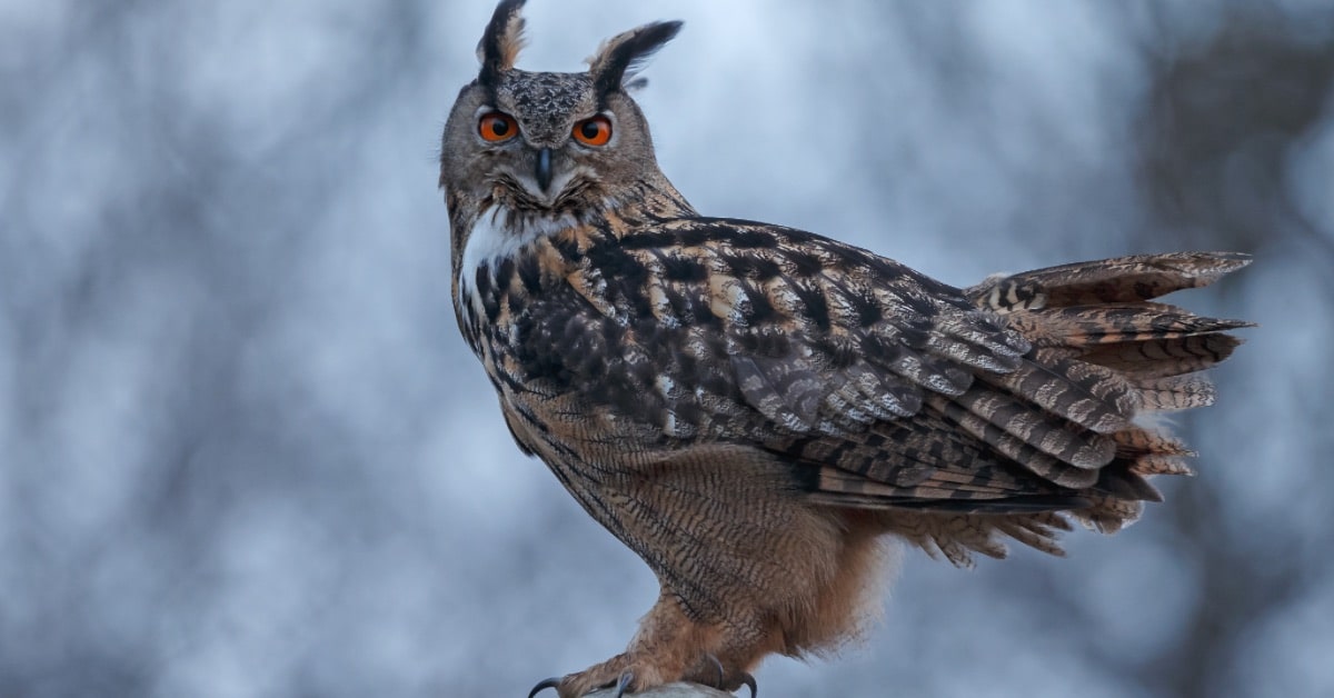 10 nejběžnějších druhů sov v ČR: uhádnete, které to jsou? | Hobbio.cz