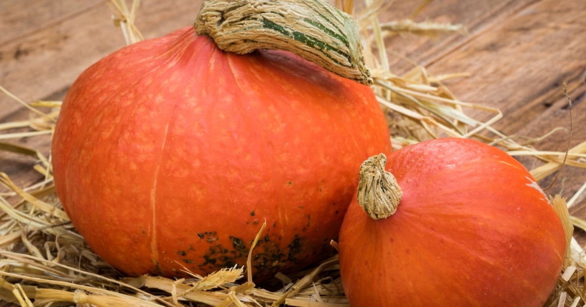 11 nejoblíbenějších druhů dýní | Hobbio.cz