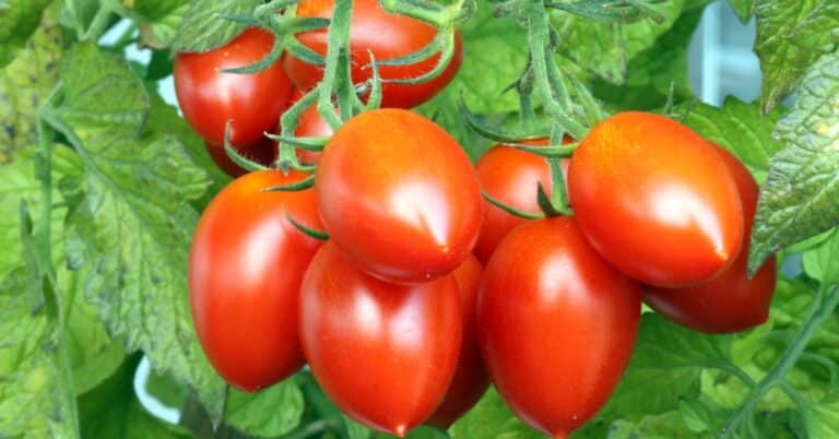 Nejoblíbenější druhy rajčat: jaké jsou ty nejlepší? | Hobbio.cz