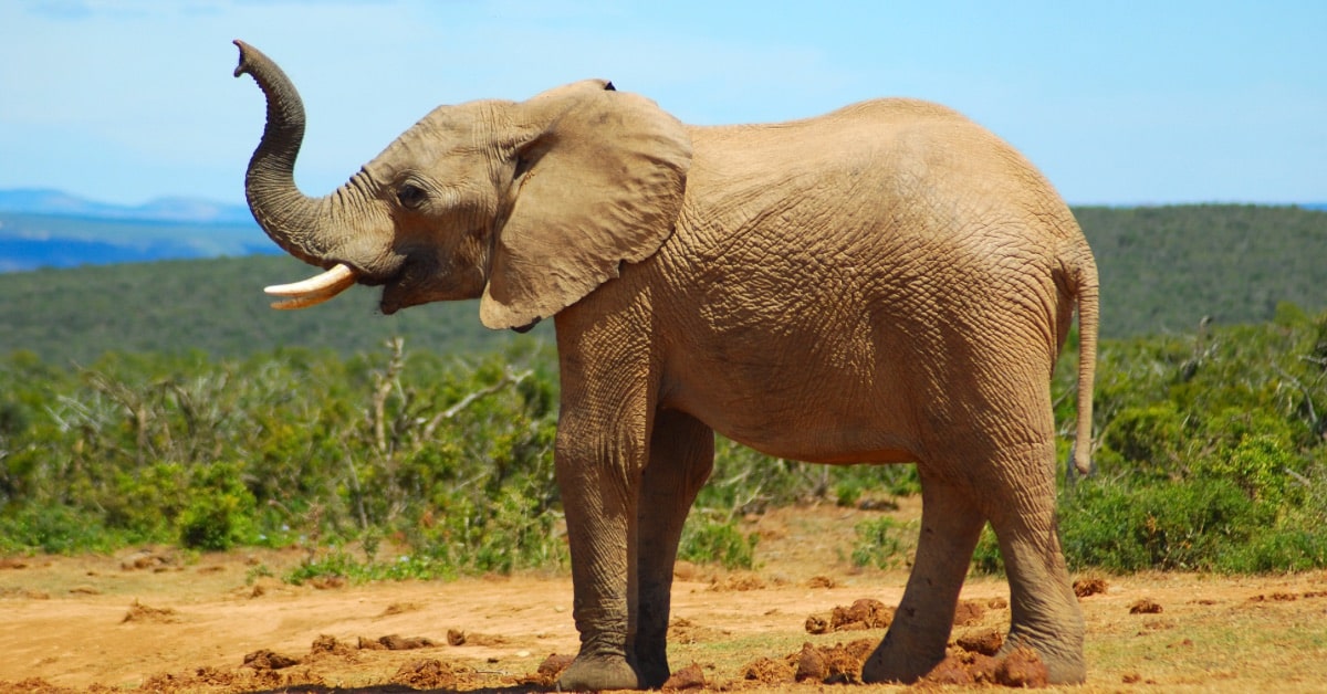 TOP 20: Nejnebezpečnější zvířata na světě - kde žijí? | Hobbio.cz