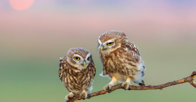 10 nejznámějších sov žijících u nás - druhy sov | Hobbio.cz