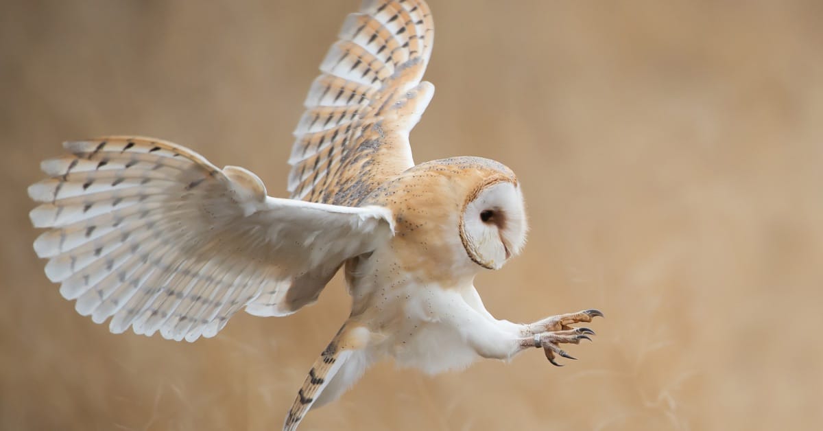 10 nejběžnějších druhů sov v ČR: uhádnete, které to jsou? | Hobbio.cz