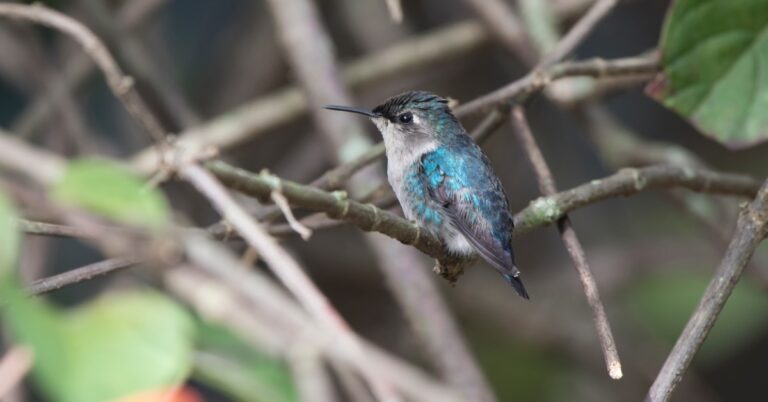 15 nejmenších zvířat na světě: mrňaví tvorečkové | Hobbio.cz