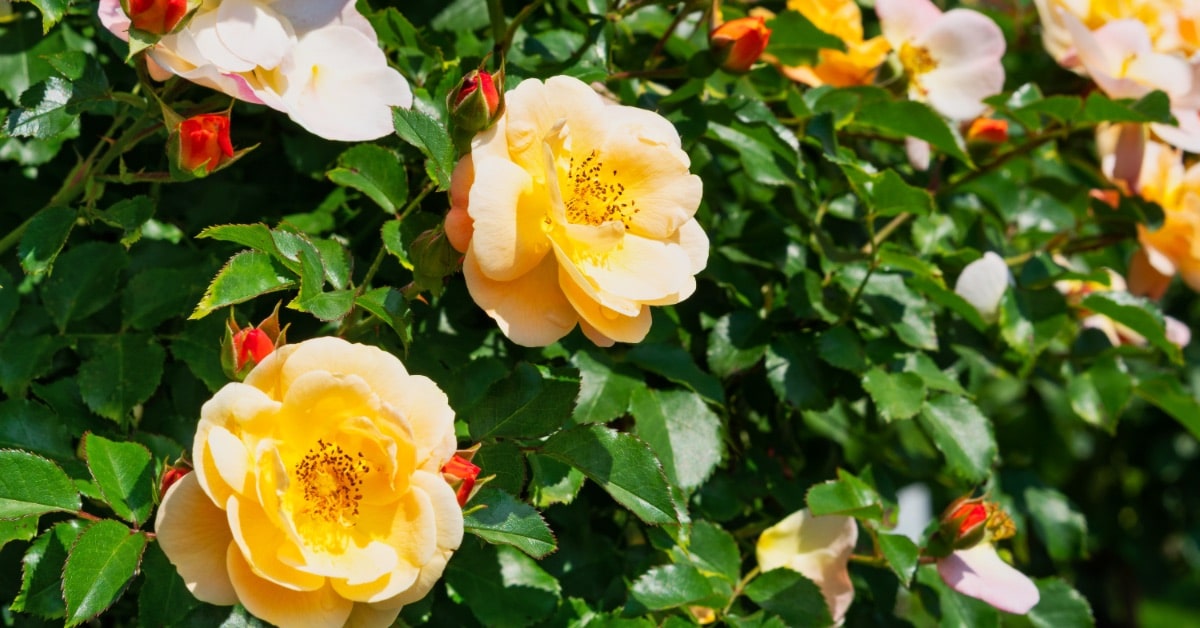 10 nejznámějších chorob růží: jak se zbavit a prevence? | Hobbio.cz