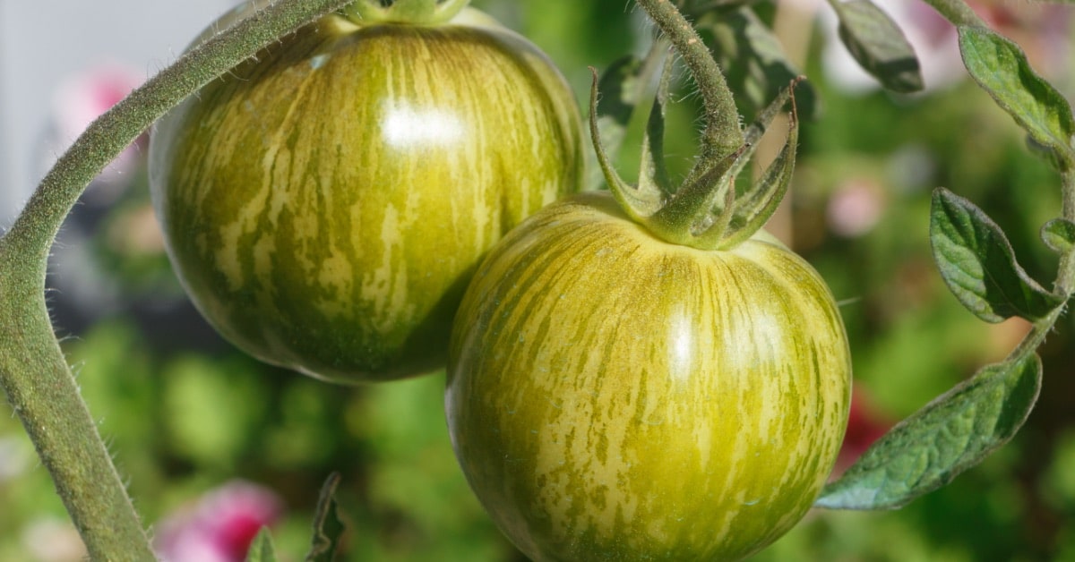Nejoblíbenější druhy rajčat: jaké jsou ty nejlepší? | Hobbio.cz