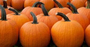 11 nejoblíbenějších druhů dýní | Hobbio.cz