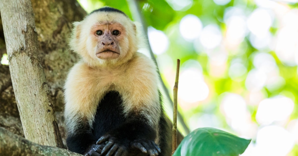 10 nejčastěji chovaných druhů opic: exotický chovatel | Hobbio.cz