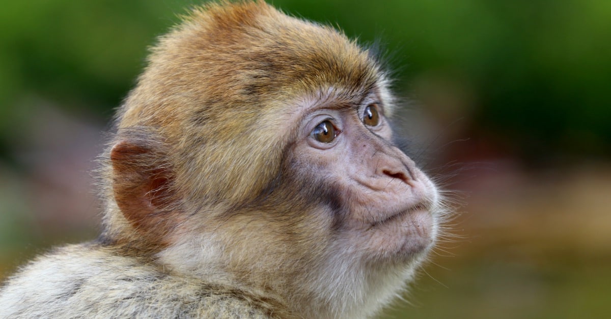 10 nejčastěji chovaných druhů opic: exotický chovatel | Hobbio.cz