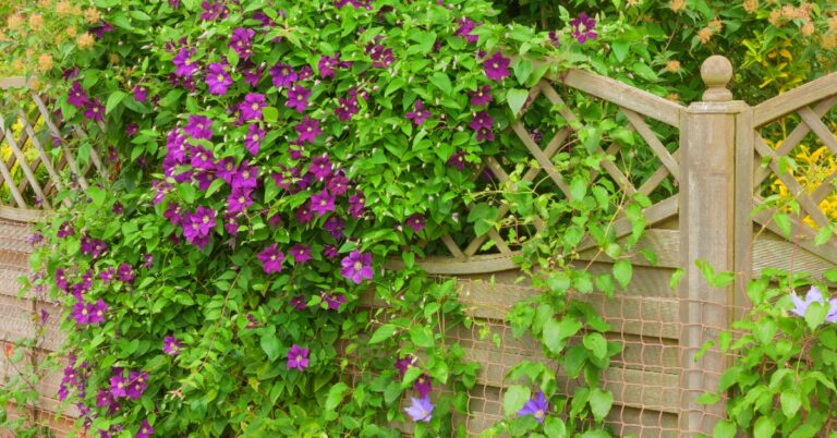 10 nejkrásnějších popínavých rostlin na plot | Hobbio.cz