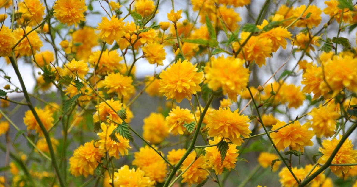 10 nejoblíbenějších keřů do stínu a polostínu | Hobbio.cz