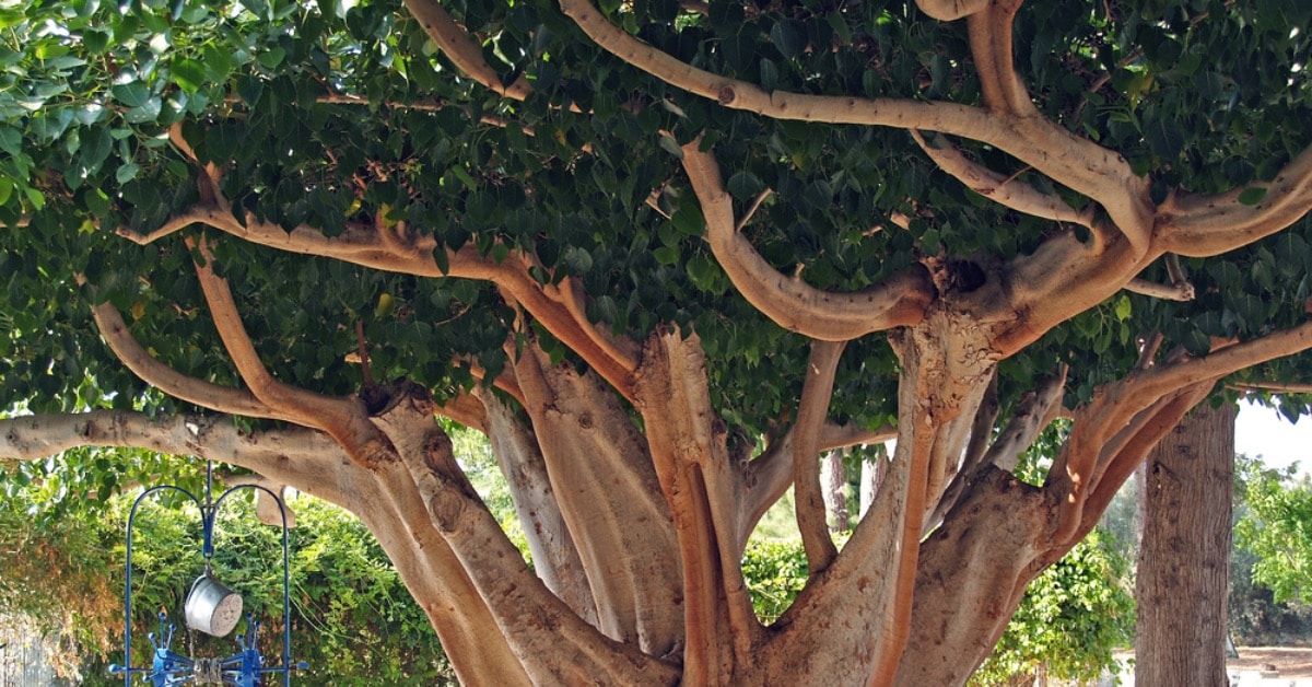 11 nejpěstovanějších druhů fíkusů, jež můžete mít doma | Hobbio.cz