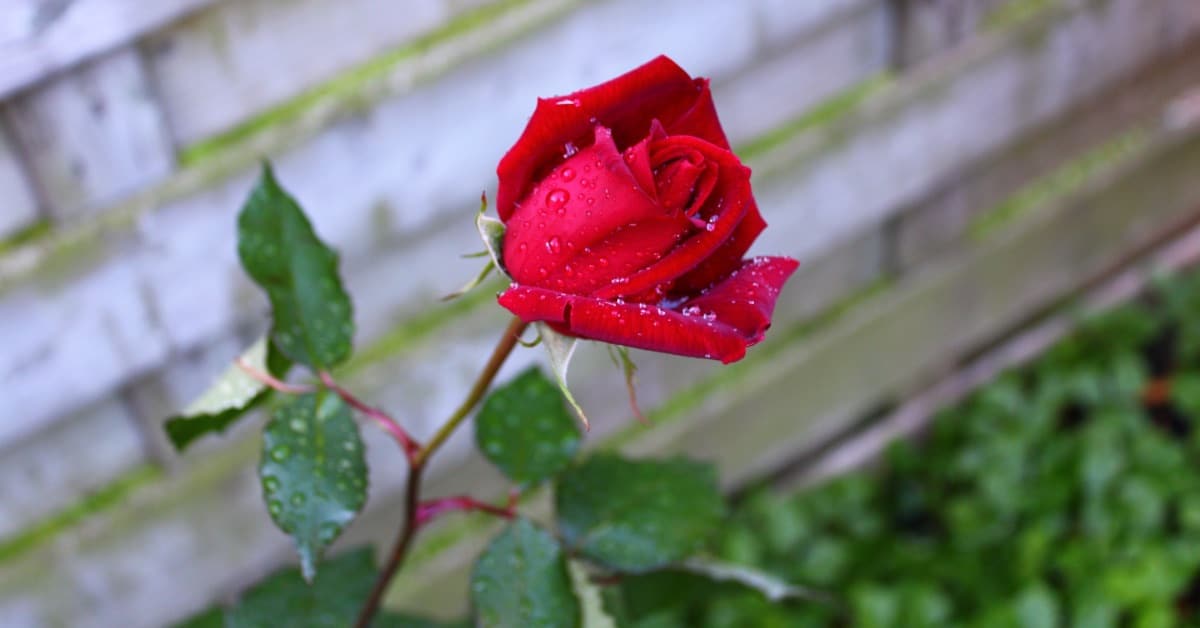 10 nejhezčích barev růží a jejich význam: co říkají beze slov? | Hobbio.cz