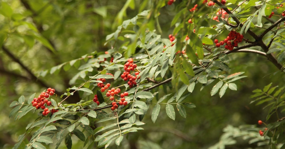 Nejrozšířenější listnaté stromy v ČR | Hobbio.cz
