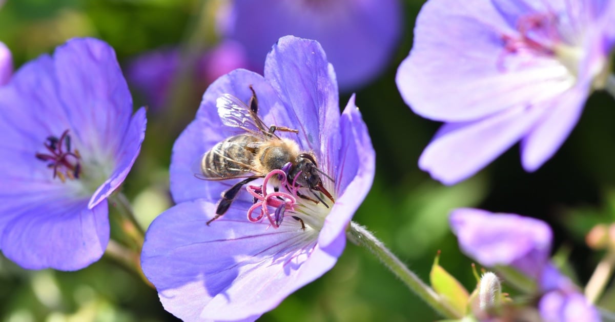 15 nejhezčích modrých květin: význam a tipy na pěstování | Hobbio.cz