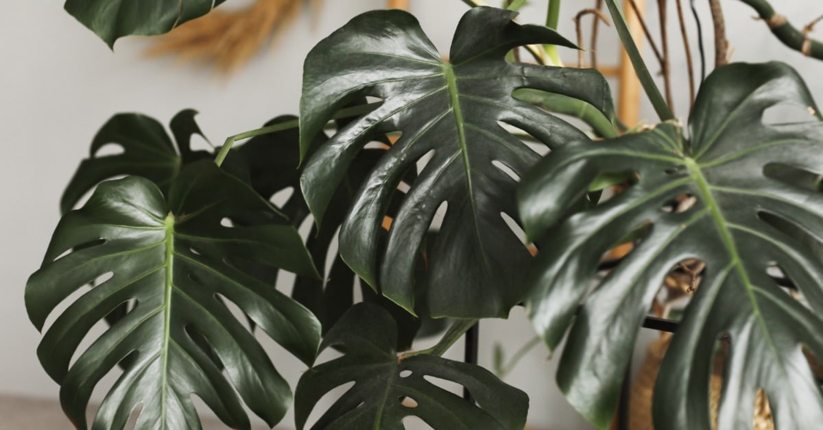 20 nenáročných pokojových rostlin, které přežijí vše | Hobbio.cz