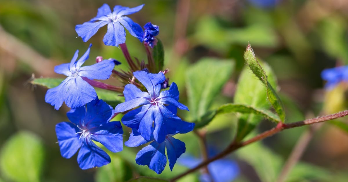 15 nejhezčích modrých květin: význam a tipy na pěstování | Hobbio.cz
