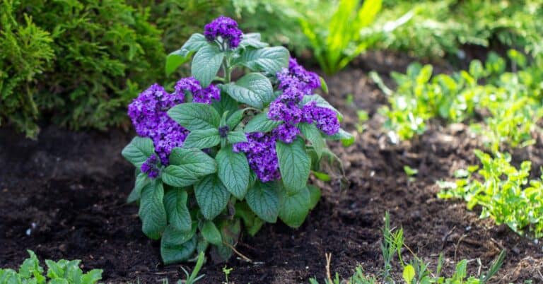 15 nejhezčích fialových květin: význam a tipy na pěstování | Hobbio.cz
