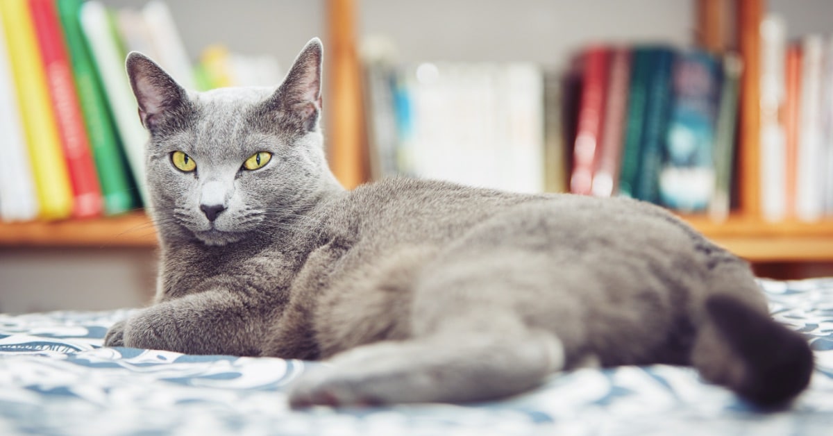 15 nejdražších koček na světě: tyhle plemena za to (ne)stojí | Hobbio.cz