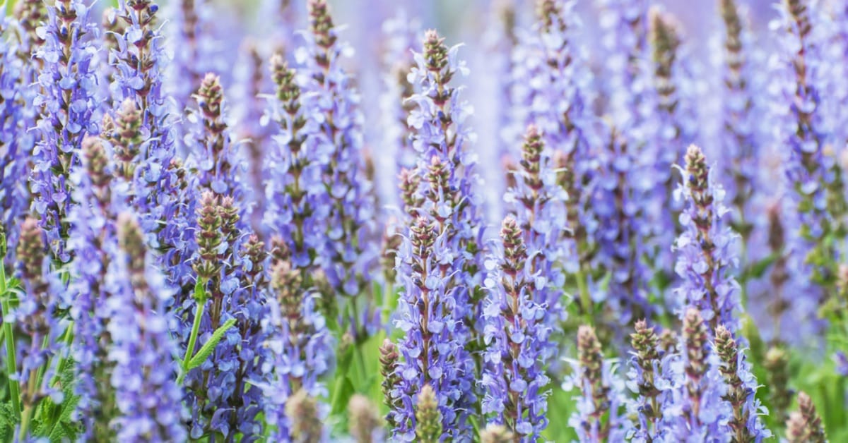 15 nejhezčích modrých květin: význam a tipy na pěstování | Hobbio.cz